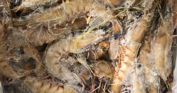 Blue King Green Prawn U/15 5kg