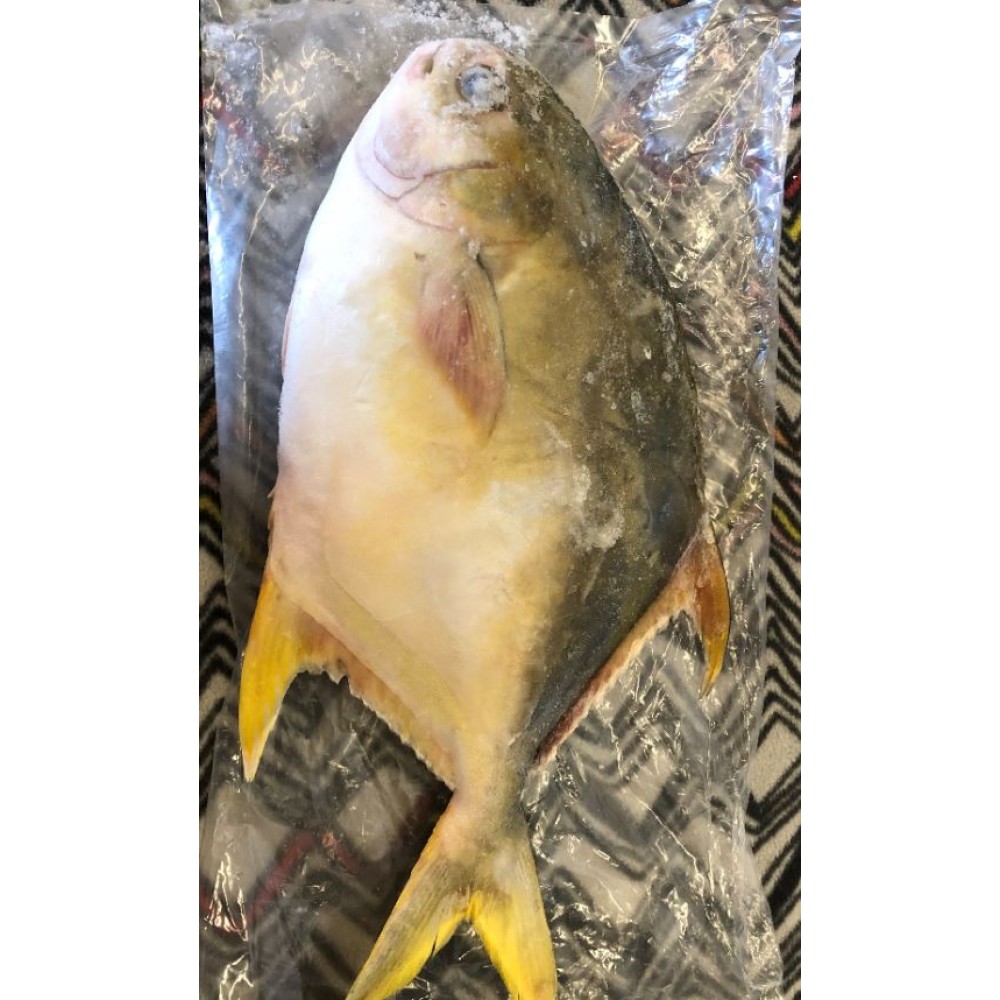 Frozen Golden Pomfret